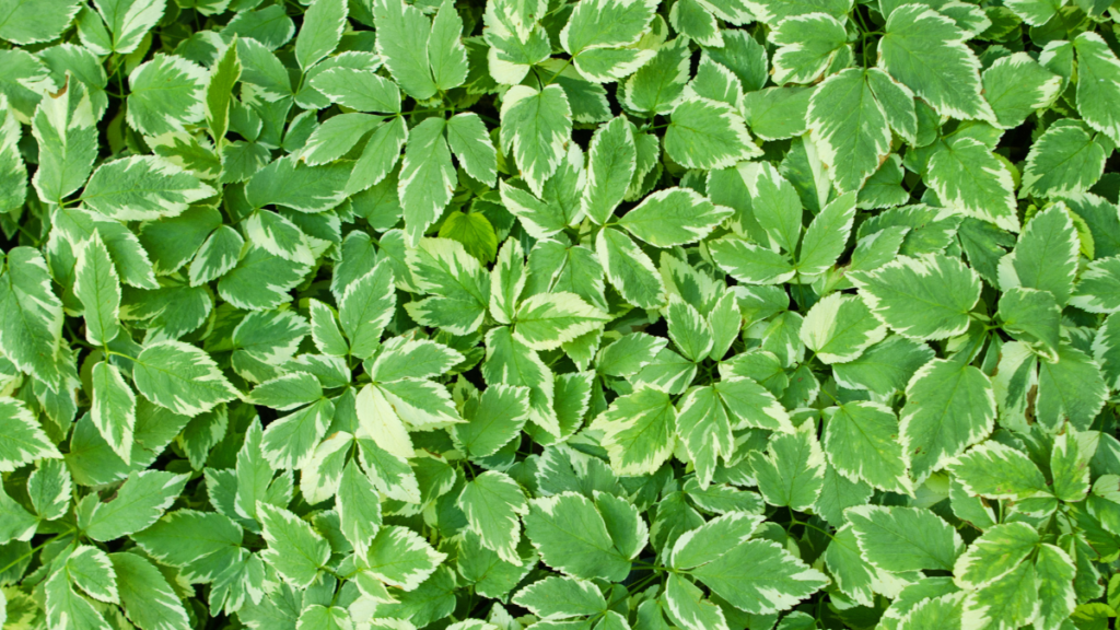 6 Untold Horny Goat Weed Benefits You Should Know